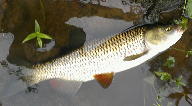 FLF ry - Vapautuskuvakisa 2016